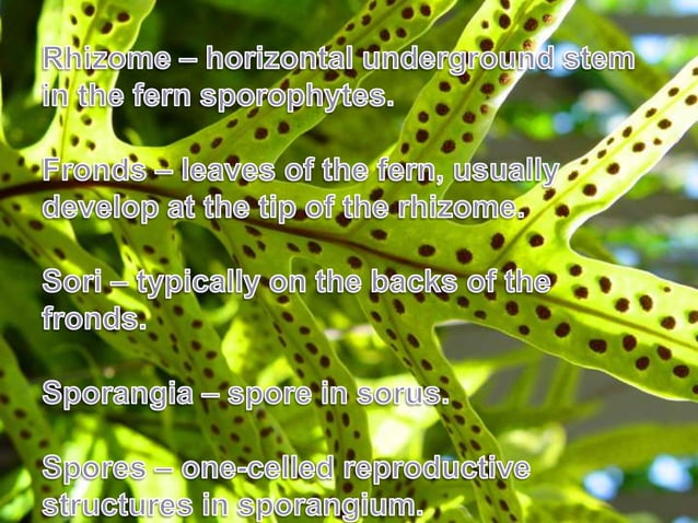 Evolution of fern | PPTX