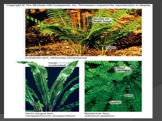 Evolution of fern | PPTX