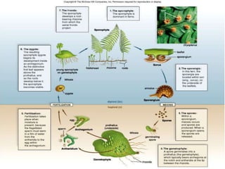 Evolution of fern | PPTX