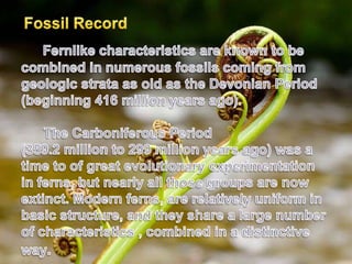 Evolution of fern | PPTX