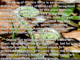 Evolution of fern | PPTX