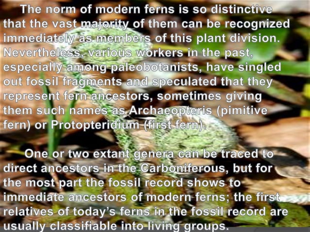 Evolution of fern | PPTX