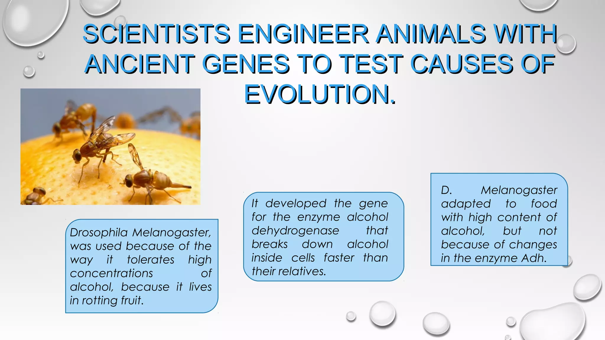 Evolution of fruit flies | PPT