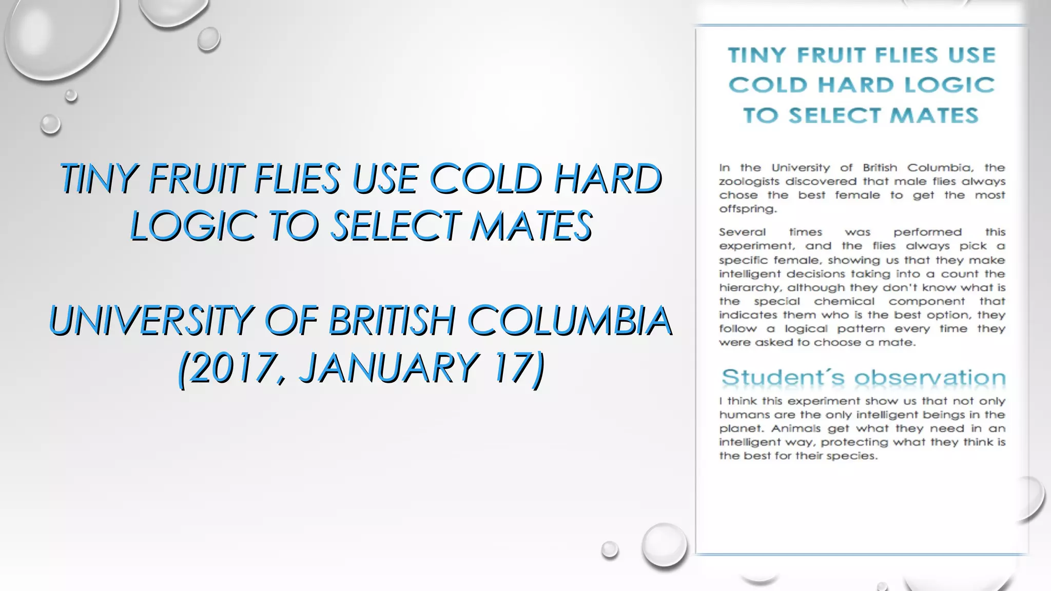 Evolution of fruit flies | PPT