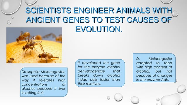 Evolution of fruit flies | PPT