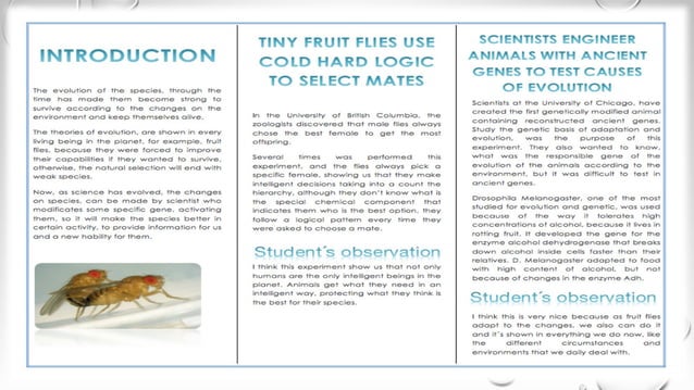 Evolution of fruit flies | PPT