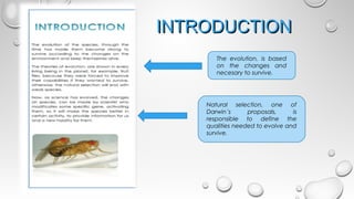 Evolution of fruit flies | PPT