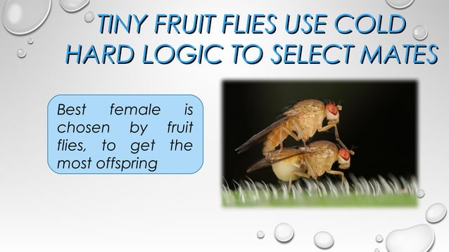 Evolution of fruit flies | PPT