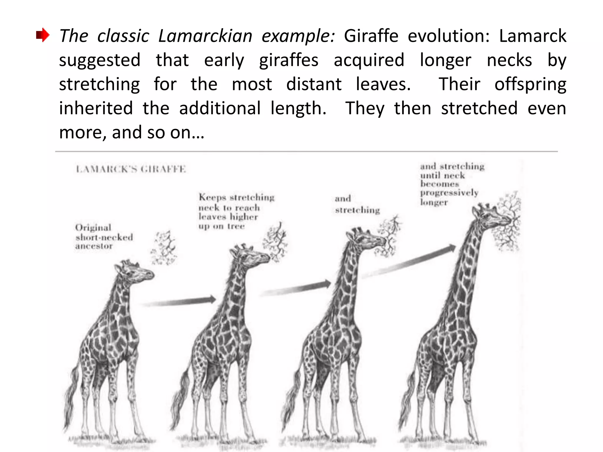 Evolution of genetic variance-covariance structuer in animal.pptx