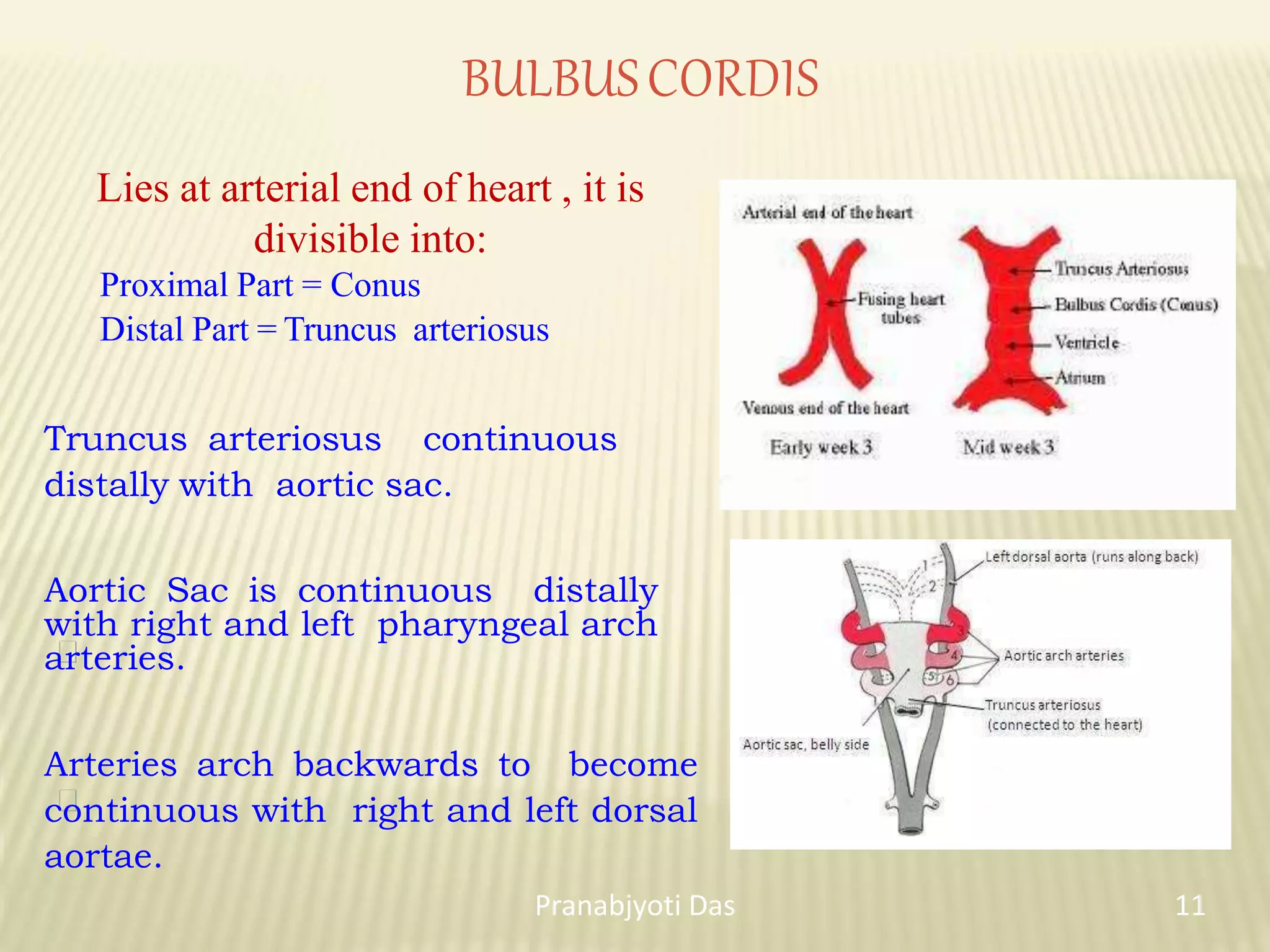 Evolution of Heart | PPTX