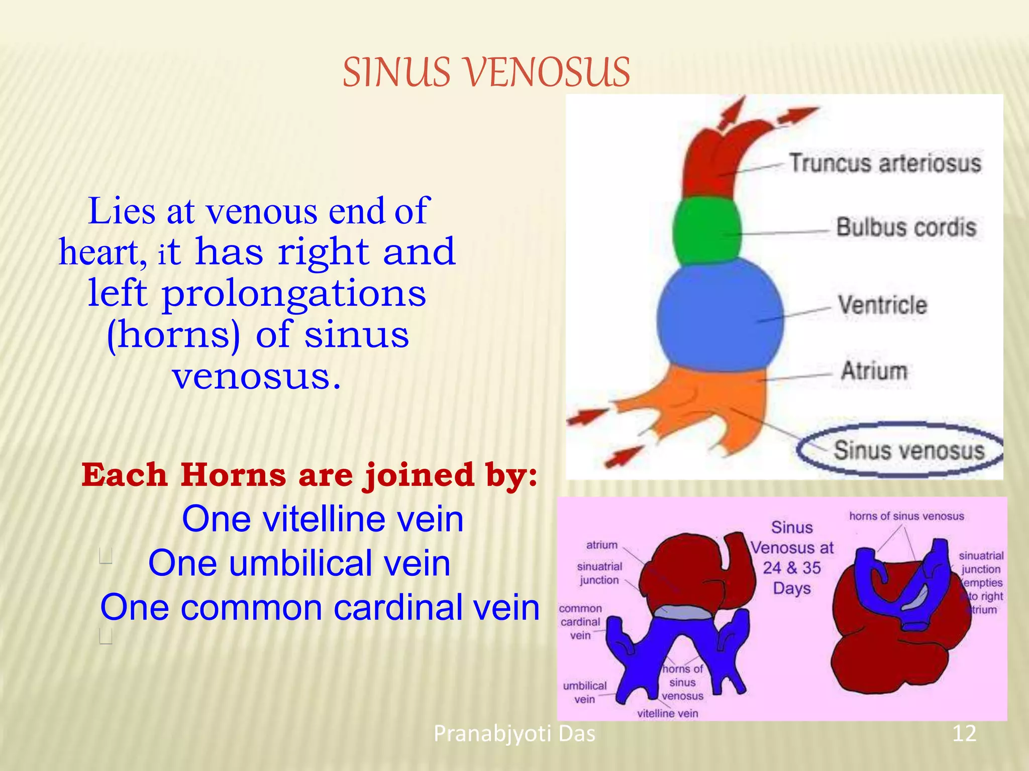 Evolution of Heart | PPTX
