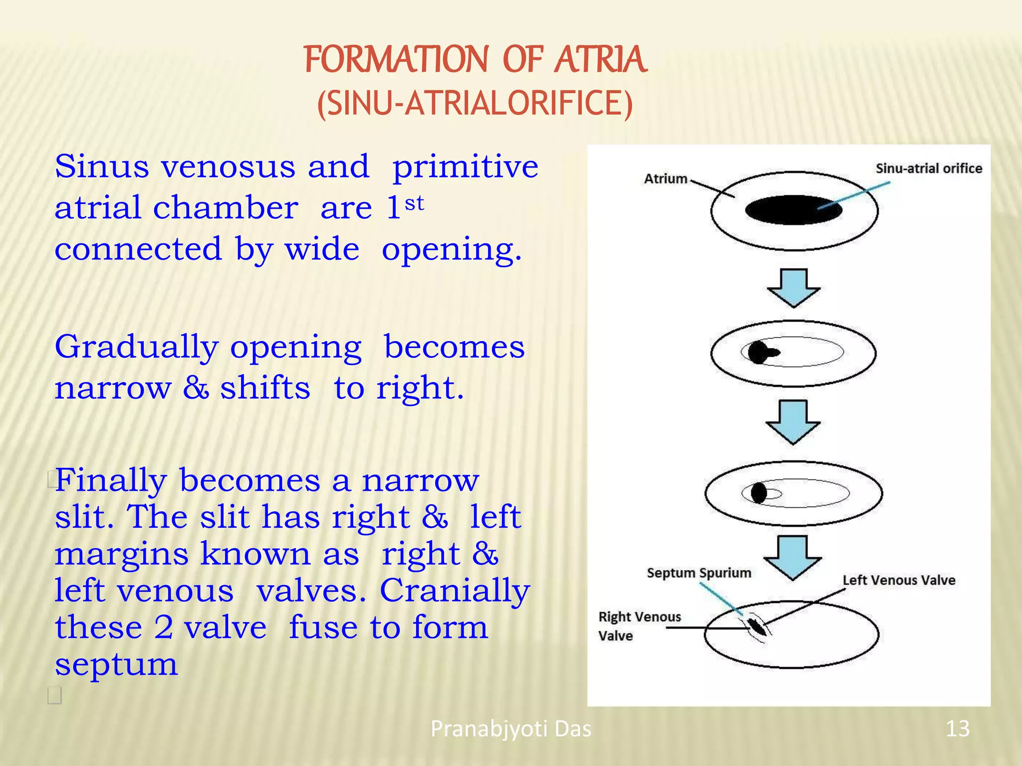 Evolution of Heart | PPTX