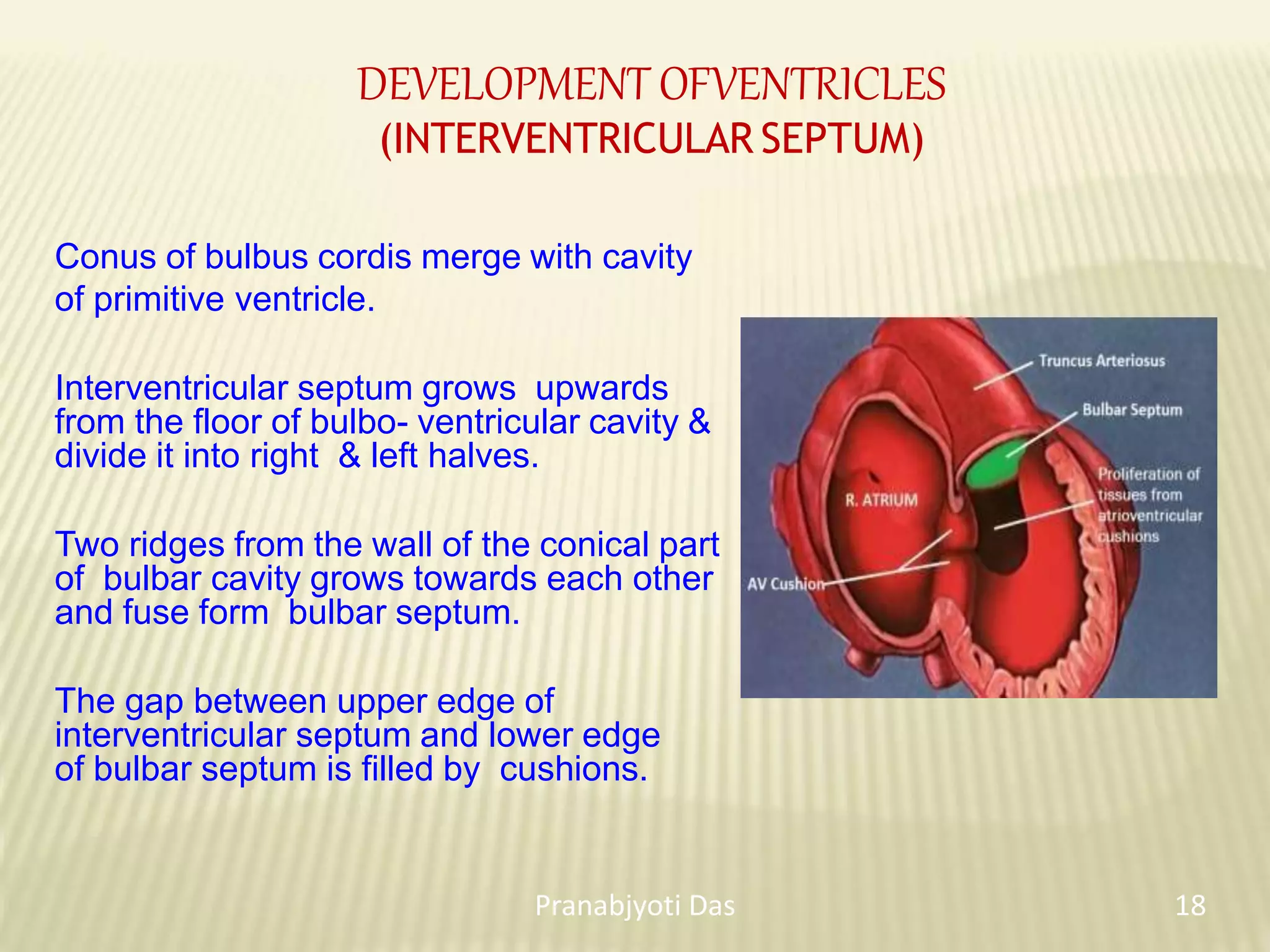 Evolution of Heart | PPTX