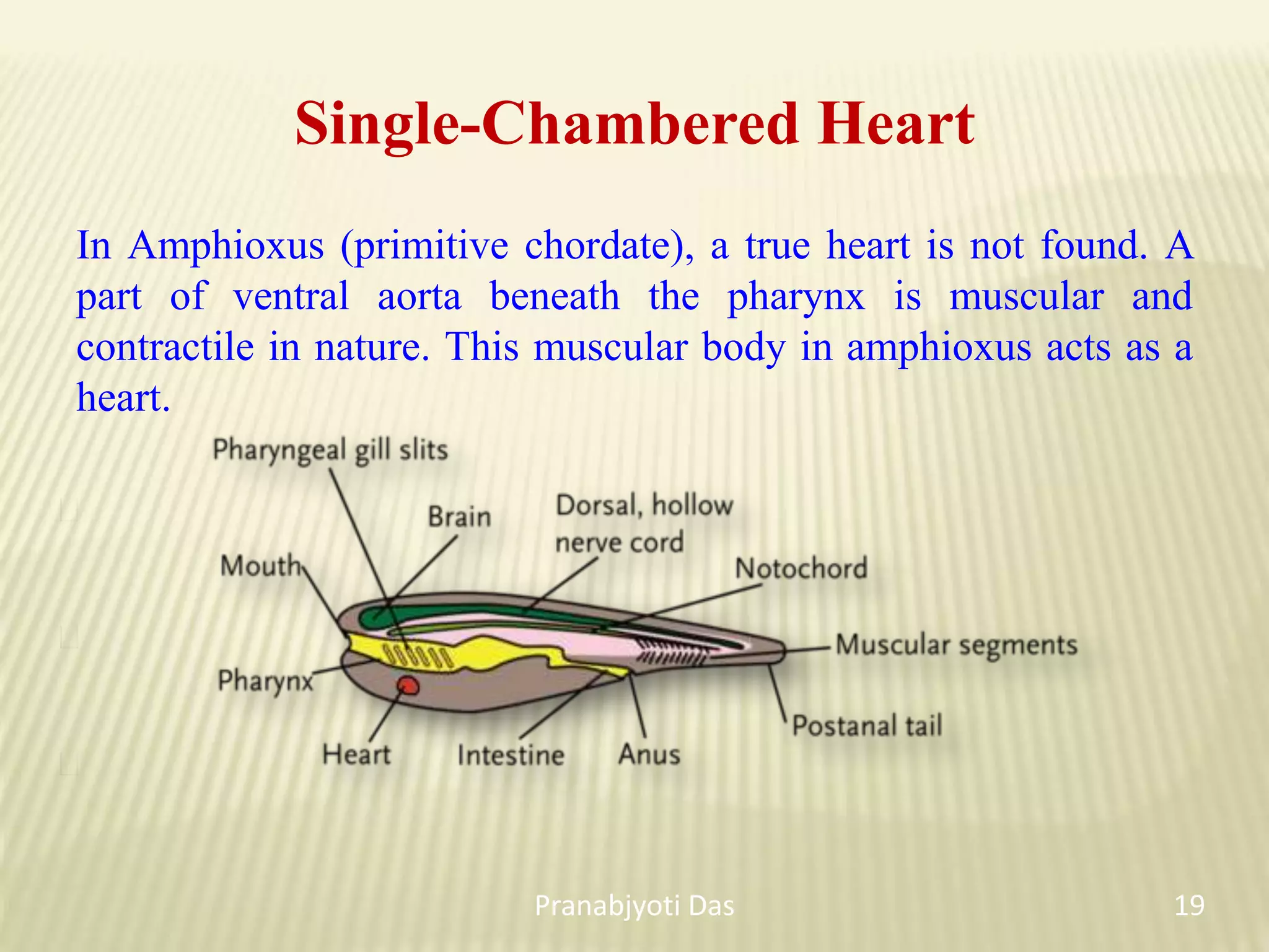 Evolution of Heart | PPTX