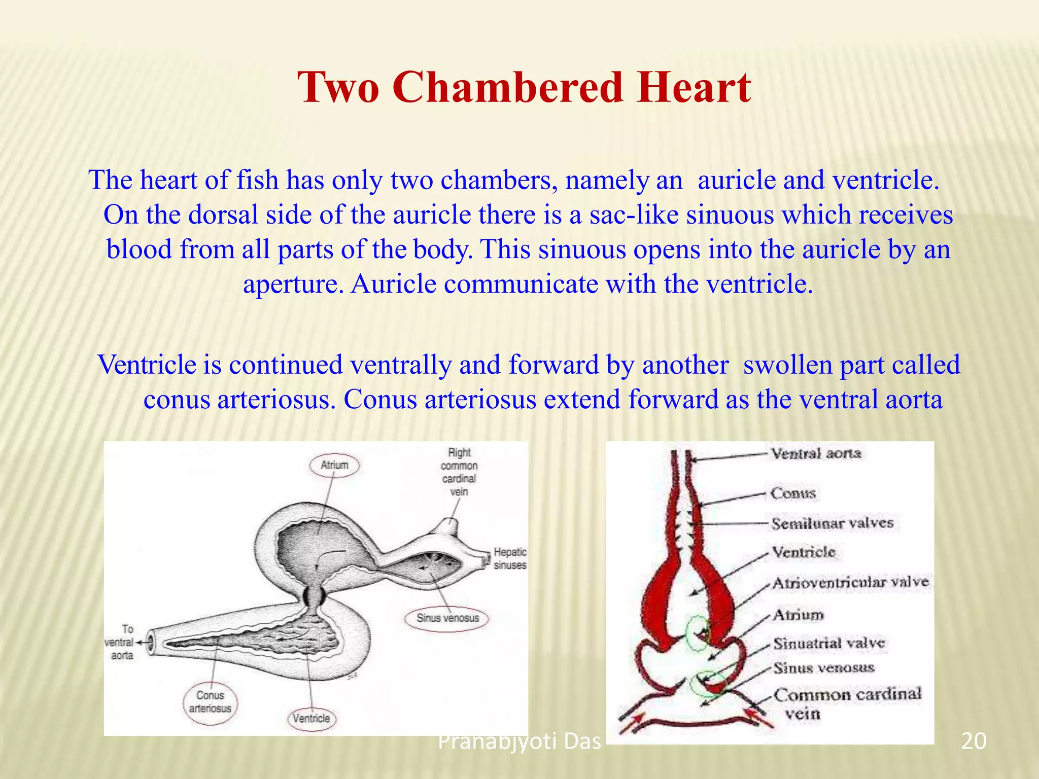 Evolution of Heart | PPTX