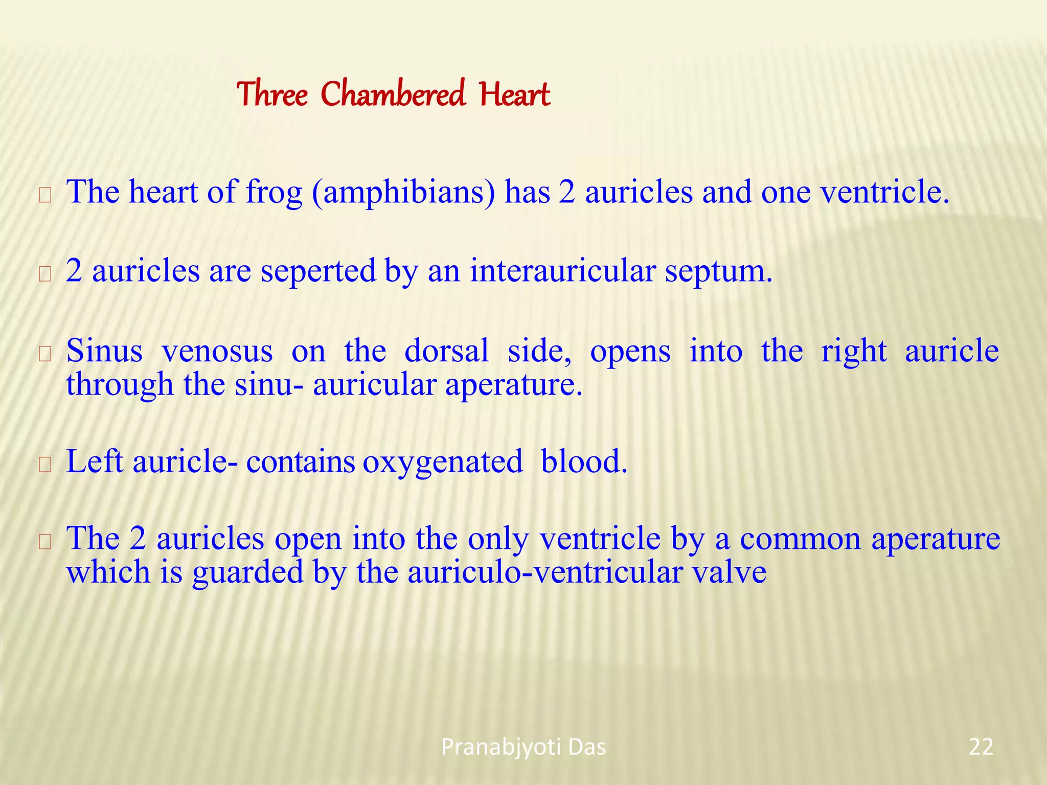 Evolution of Heart | PPTX