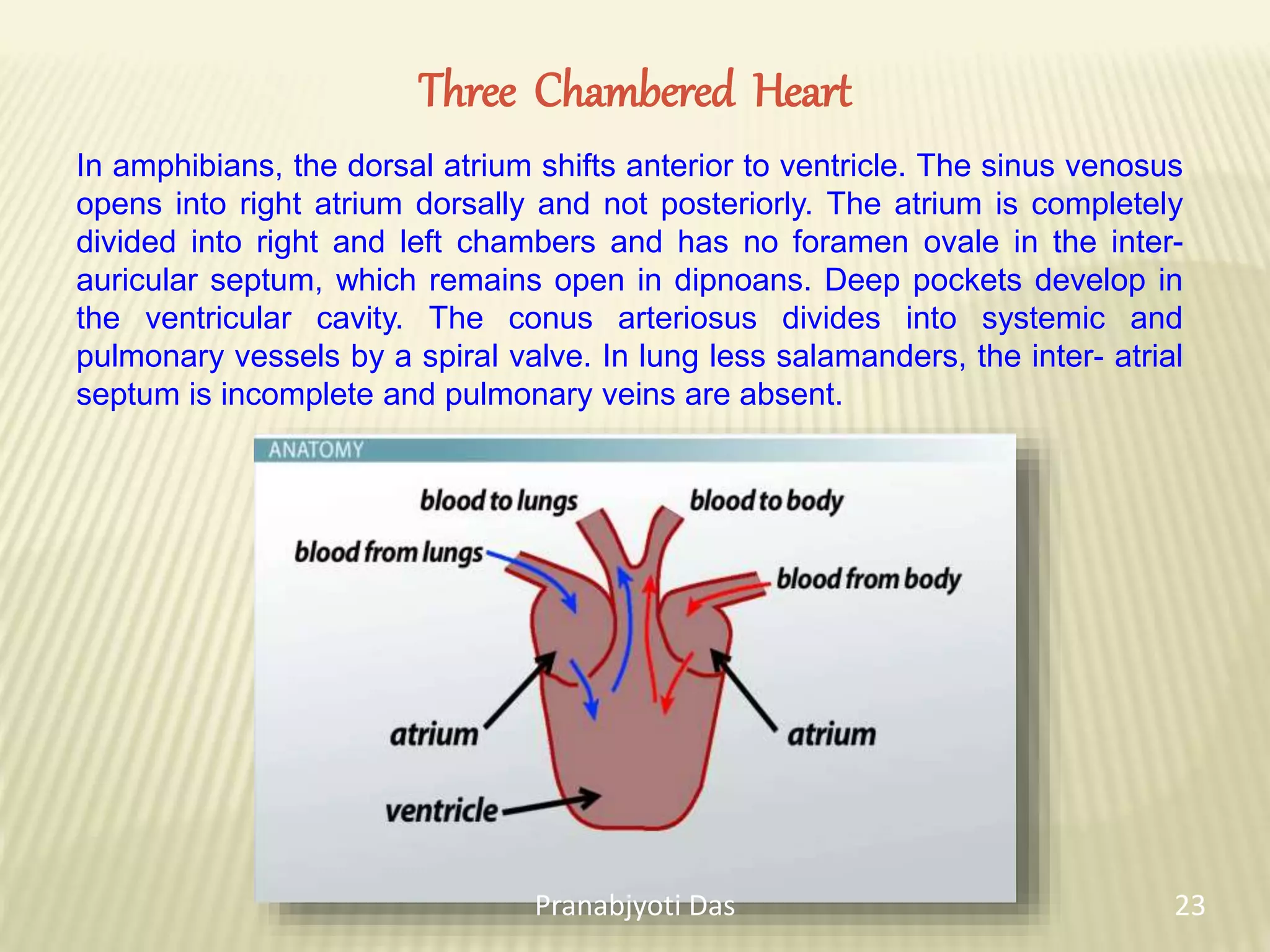 Evolution of Heart | PPTX