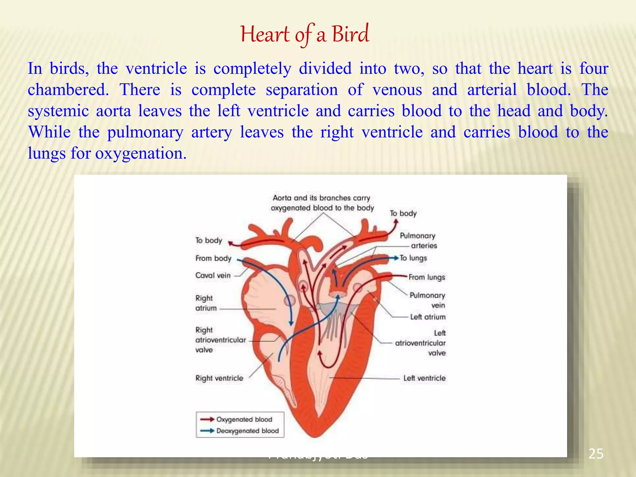 Evolution of Heart | PPTX