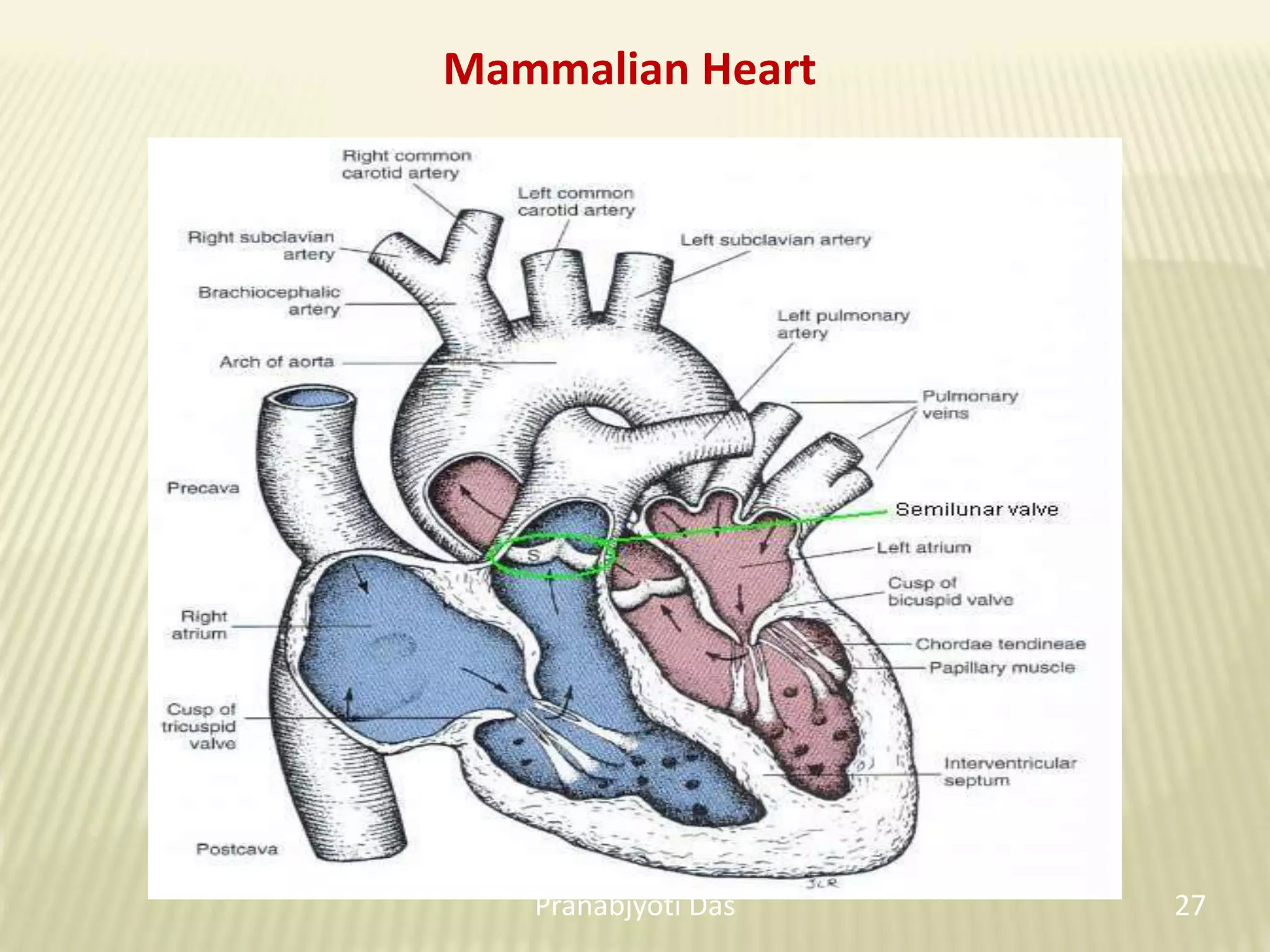 Evolution of Heart | PPTX