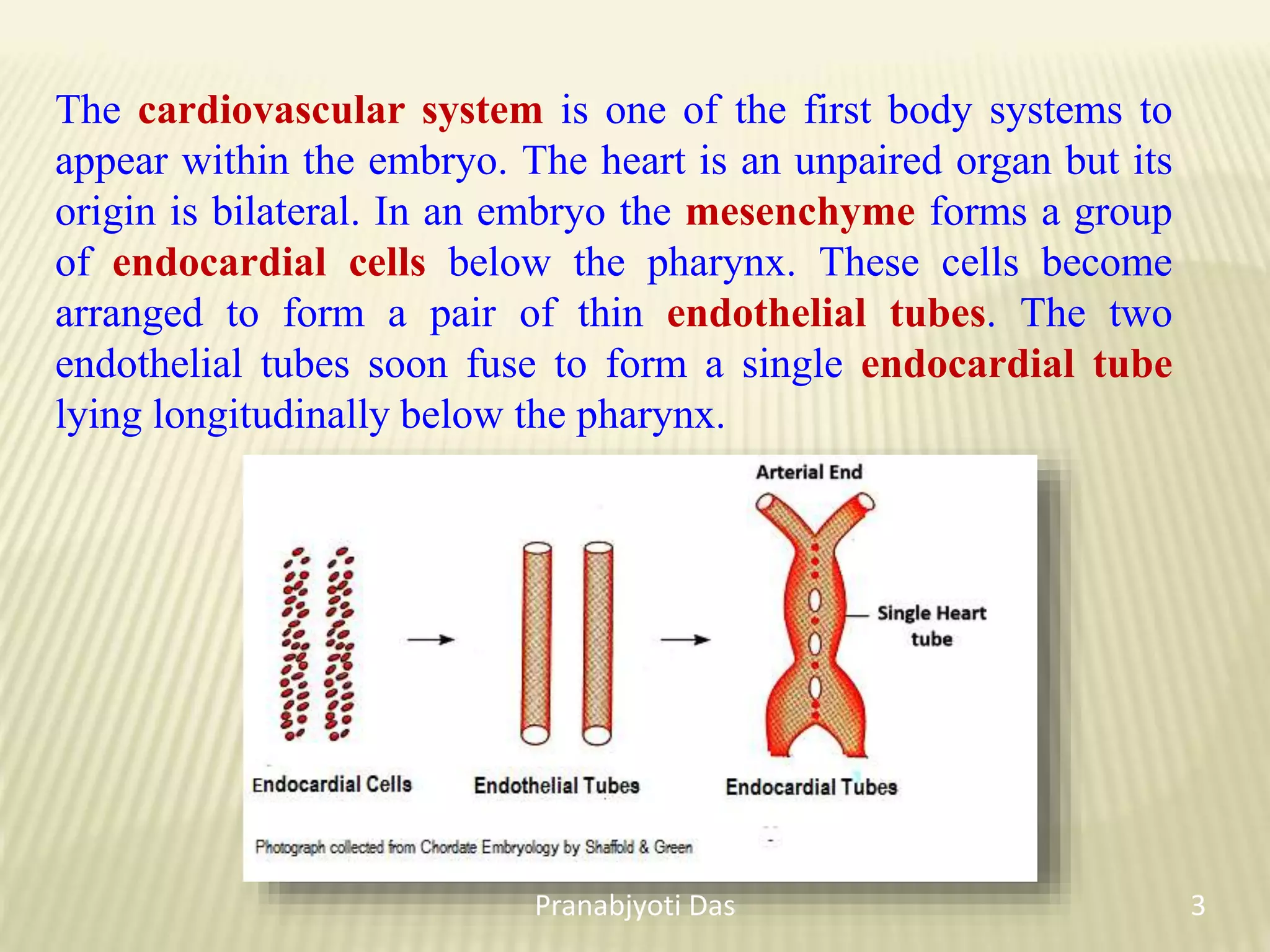 Evolution of Heart | PPTX