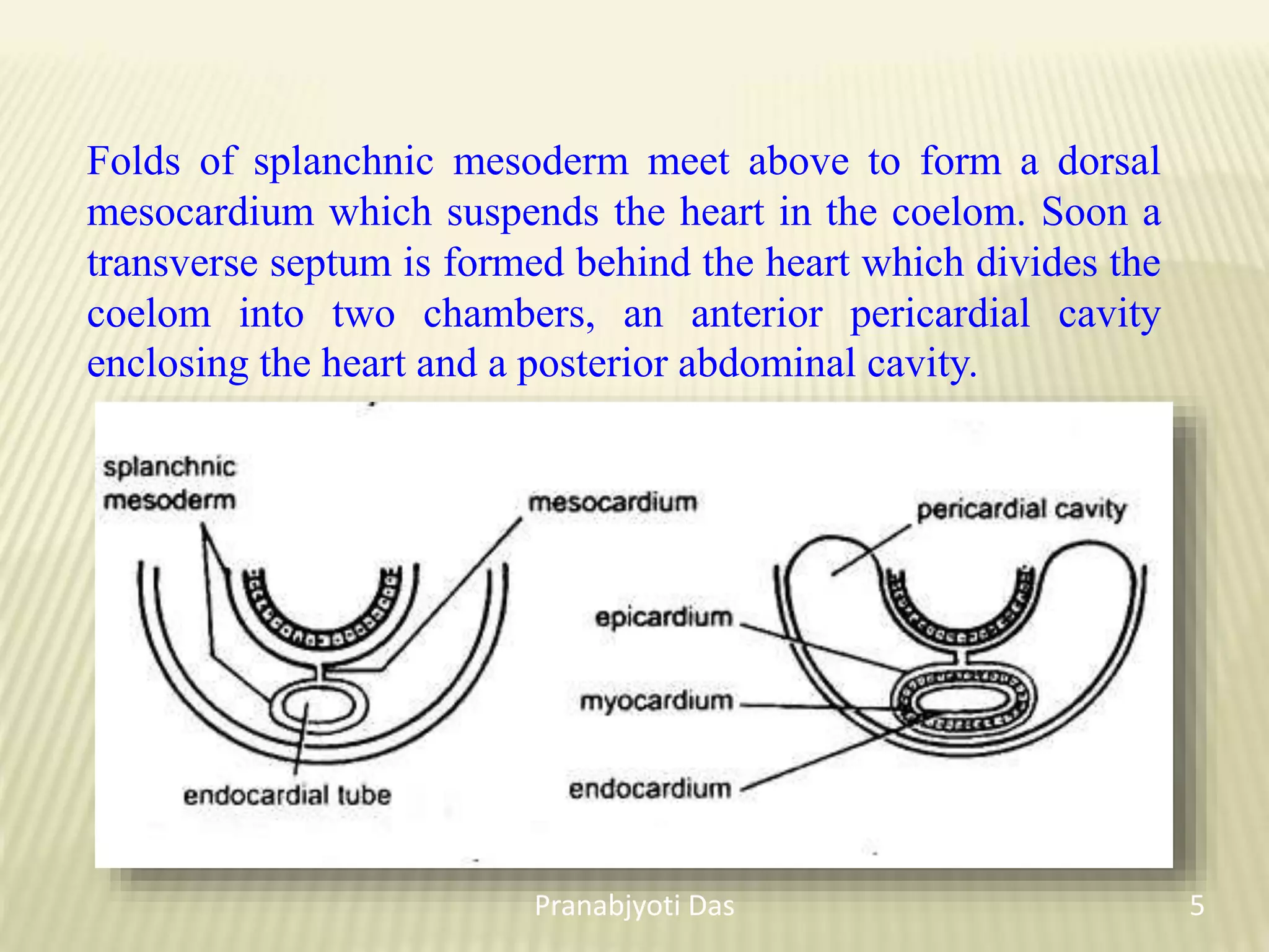 Evolution of Heart | PPTX
