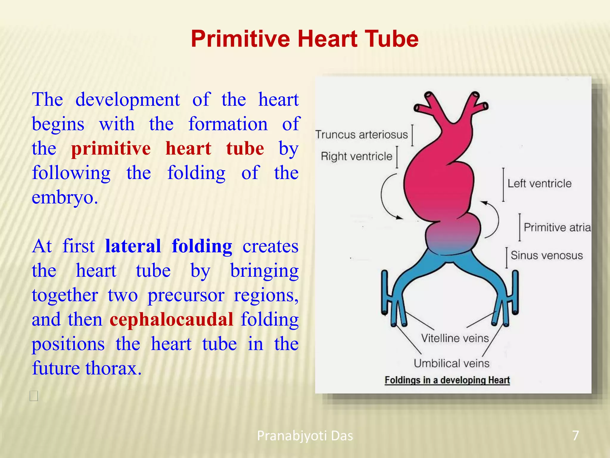 Evolution of Heart | PPTX