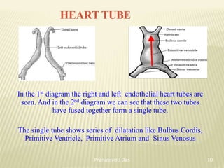 Evolution of Heart | PPTX