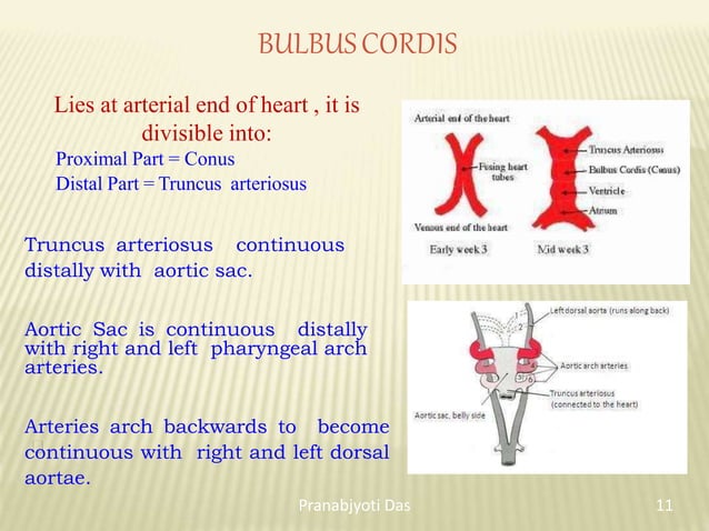 Evolution of Heart | PPTX