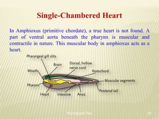 Evolution of Heart | PPTX