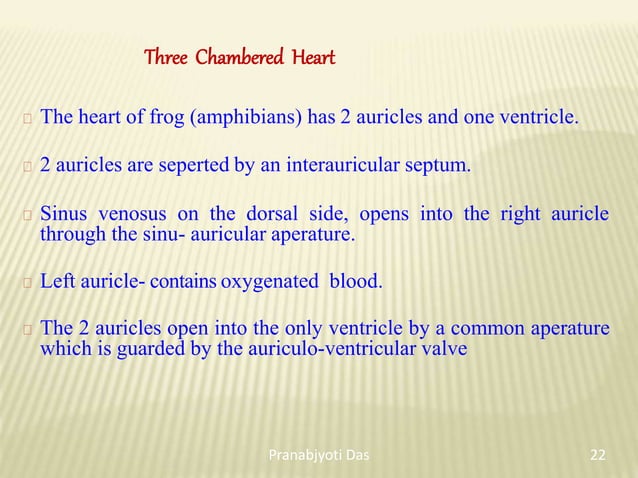 Evolution of Heart | PPTX