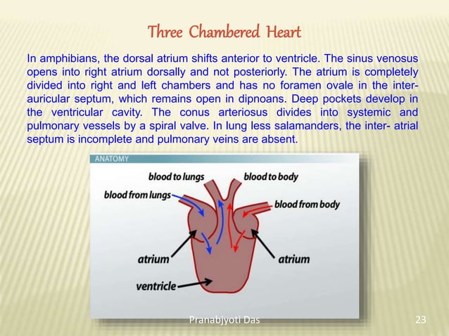 Evolution of Heart | PPTX