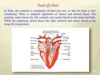 Evolution of Heart | PPTX