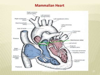 Evolution of Heart | PPTX