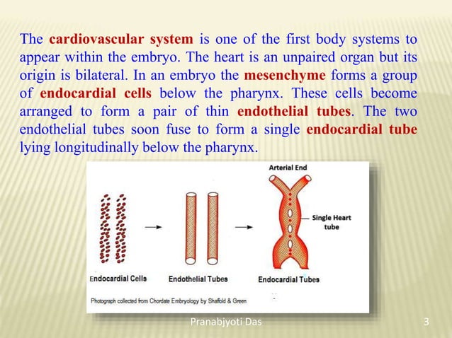 Evolution of Heart | PPTX