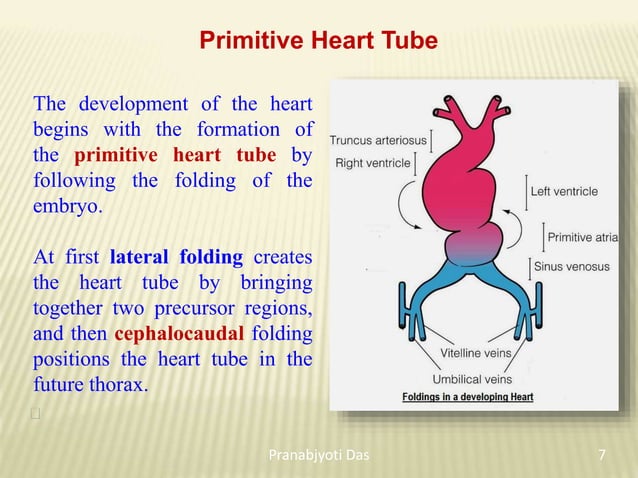 Evolution of Heart | PPTX