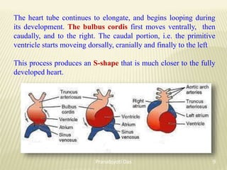 Evolution of Heart | PPTX