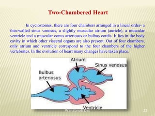 Two Chambered Heart Fish