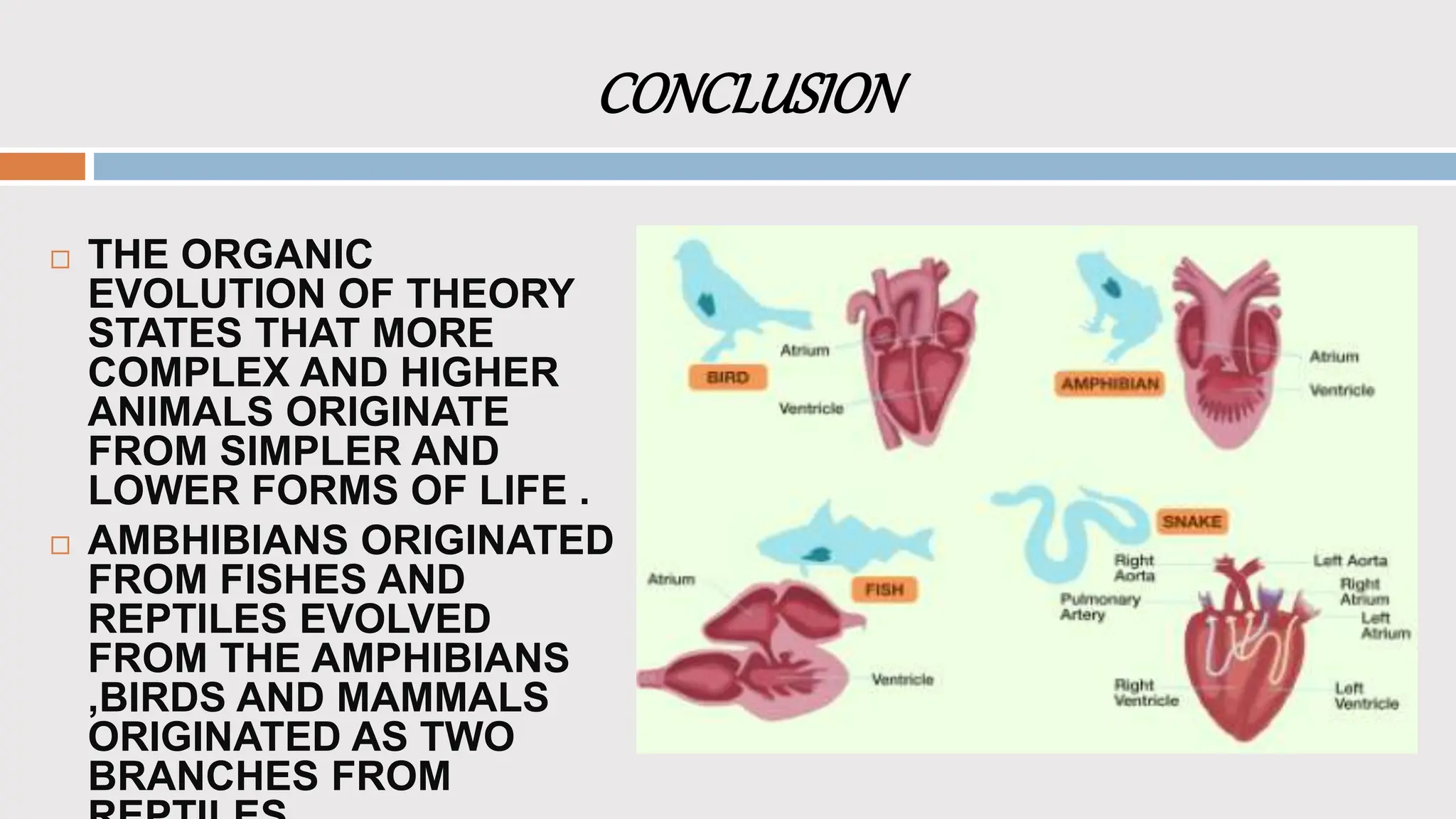 Evolution of heart by pratibha.pptx