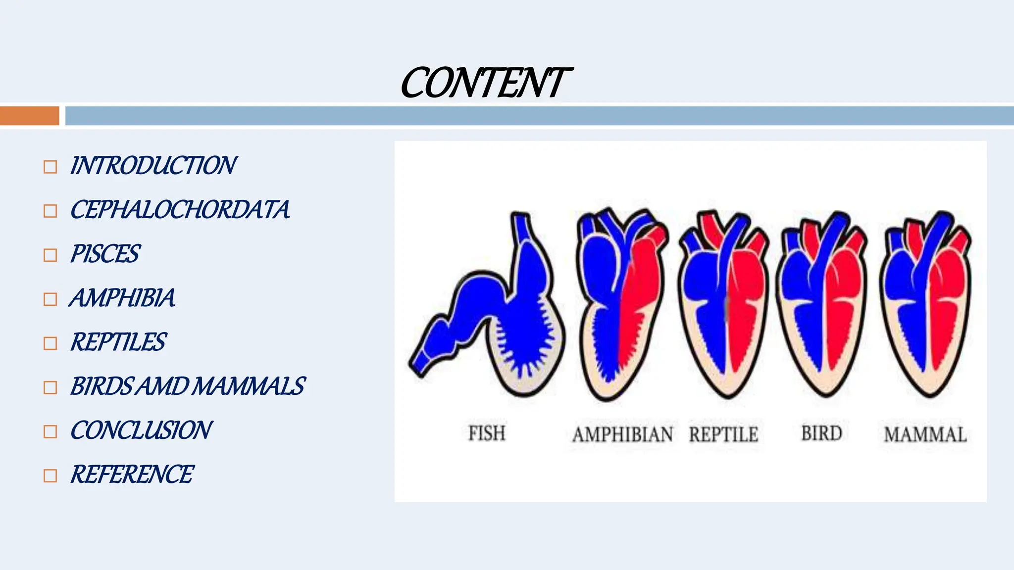 Evolution of heart by pratibha.pptx