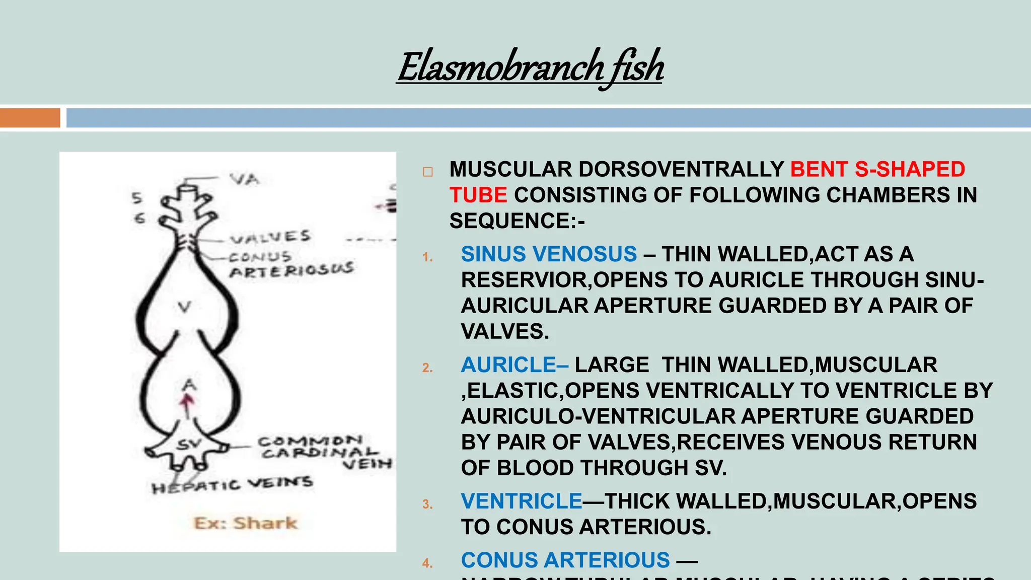 Evolution of heart by pratibha.pptx