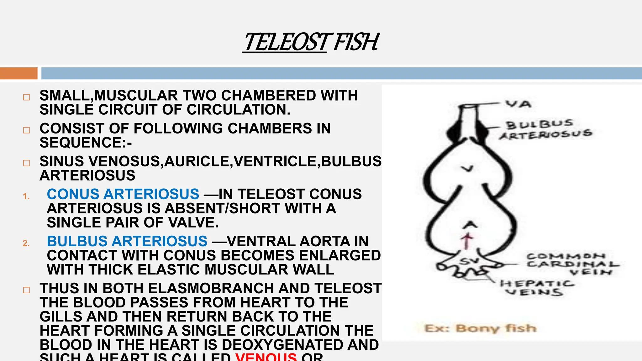 Evolution of heart by pratibha.pptx