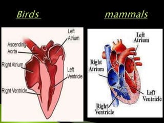 Evolution of heart by qudratullah | PPTX