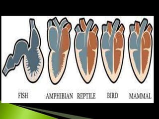 Evolution of heart by qudratullah | PPTX