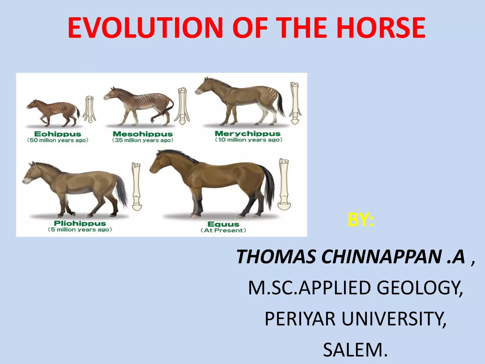 Evolution of horse in paleontology | PPTX
