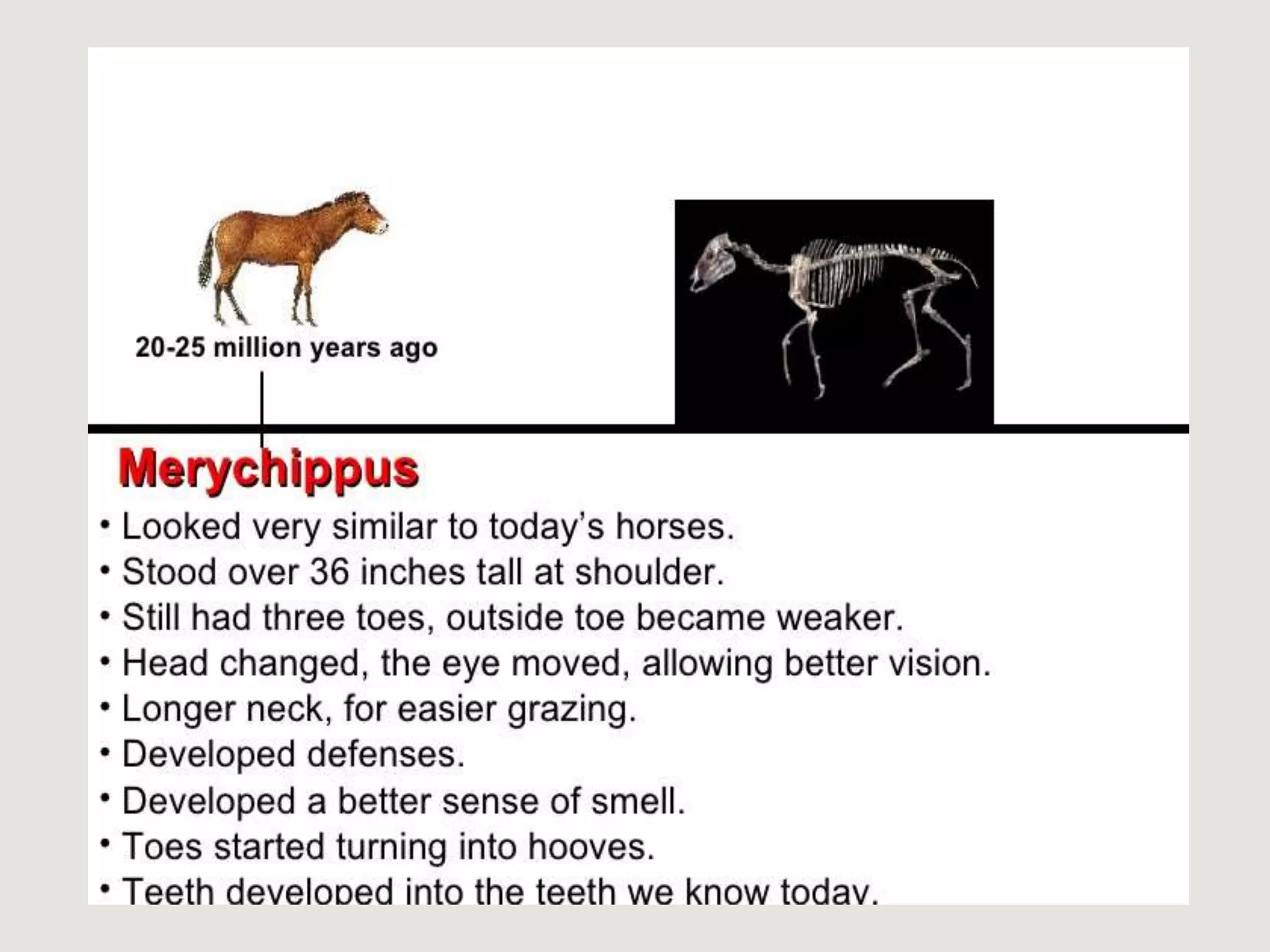 Evolution of horse in paleontology | PPTX