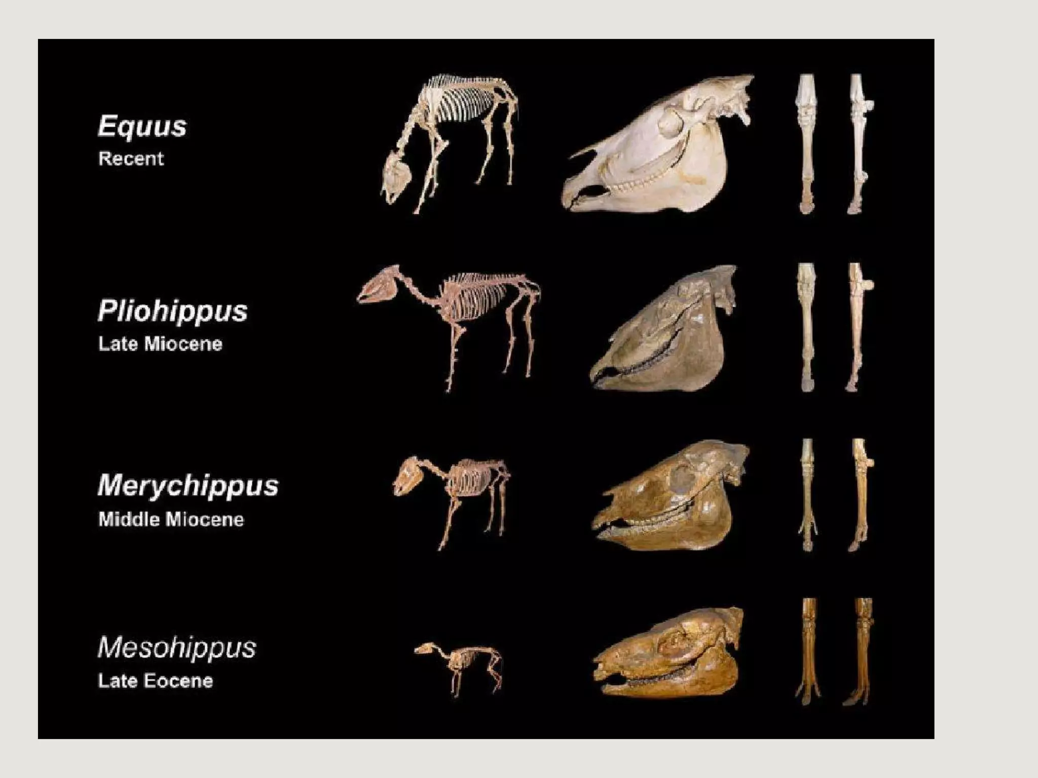 Evolution of horse in paleontology | PPTX