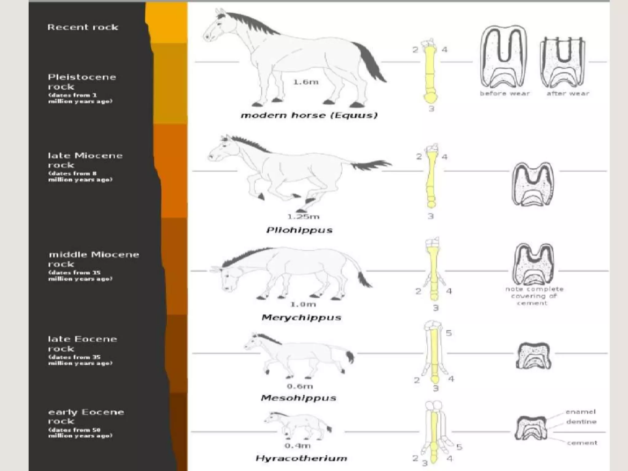 Evolution of horse in paleontology | PPTX