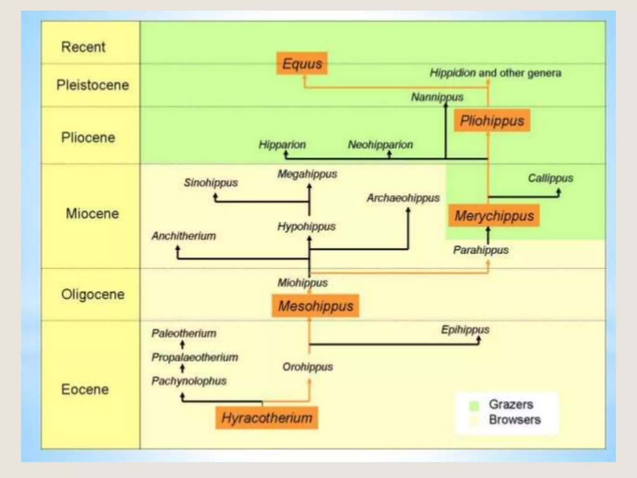 Evolution of horse in paleontology | PPTX