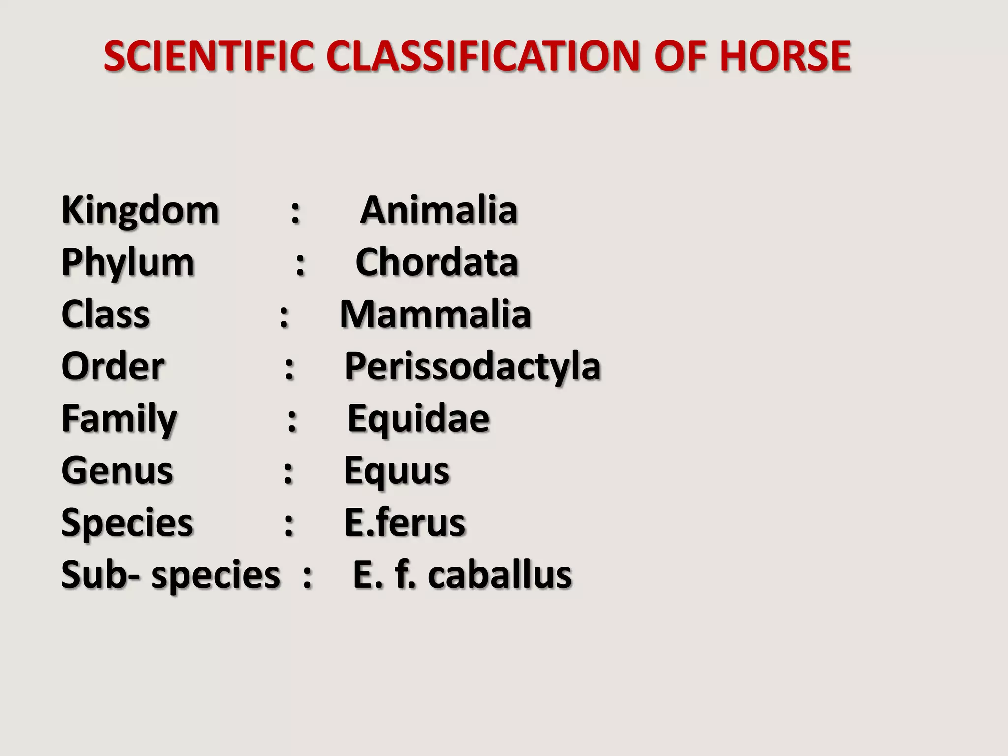 Evolution of horse in paleontology | PPTX