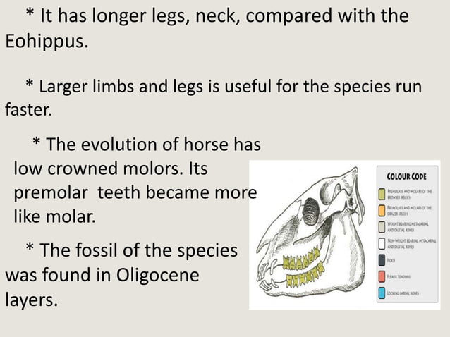 Evolution of horse in paleontology | PPTX